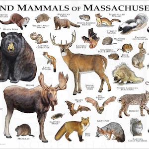 Massachusetts Mammals Poster Print: Signed Wildlife Art - Etsy