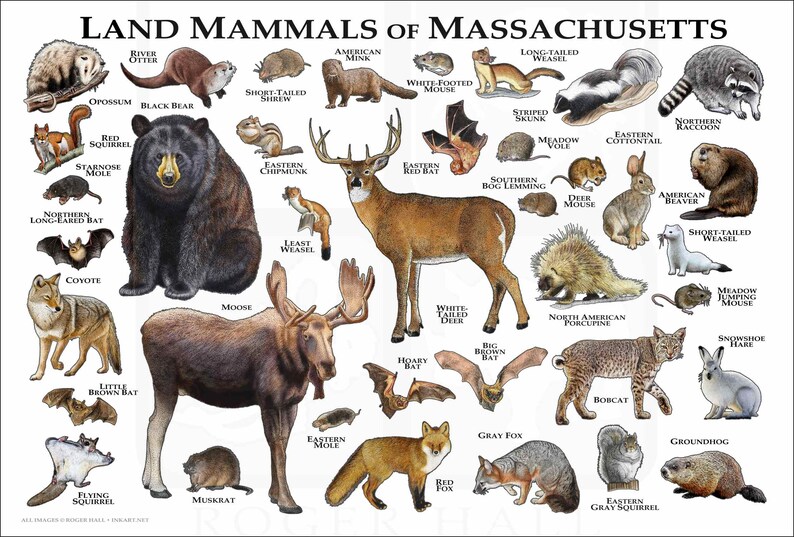 Massachusetts Mammals Poster Print: Signed Wildlife Art - Etsy