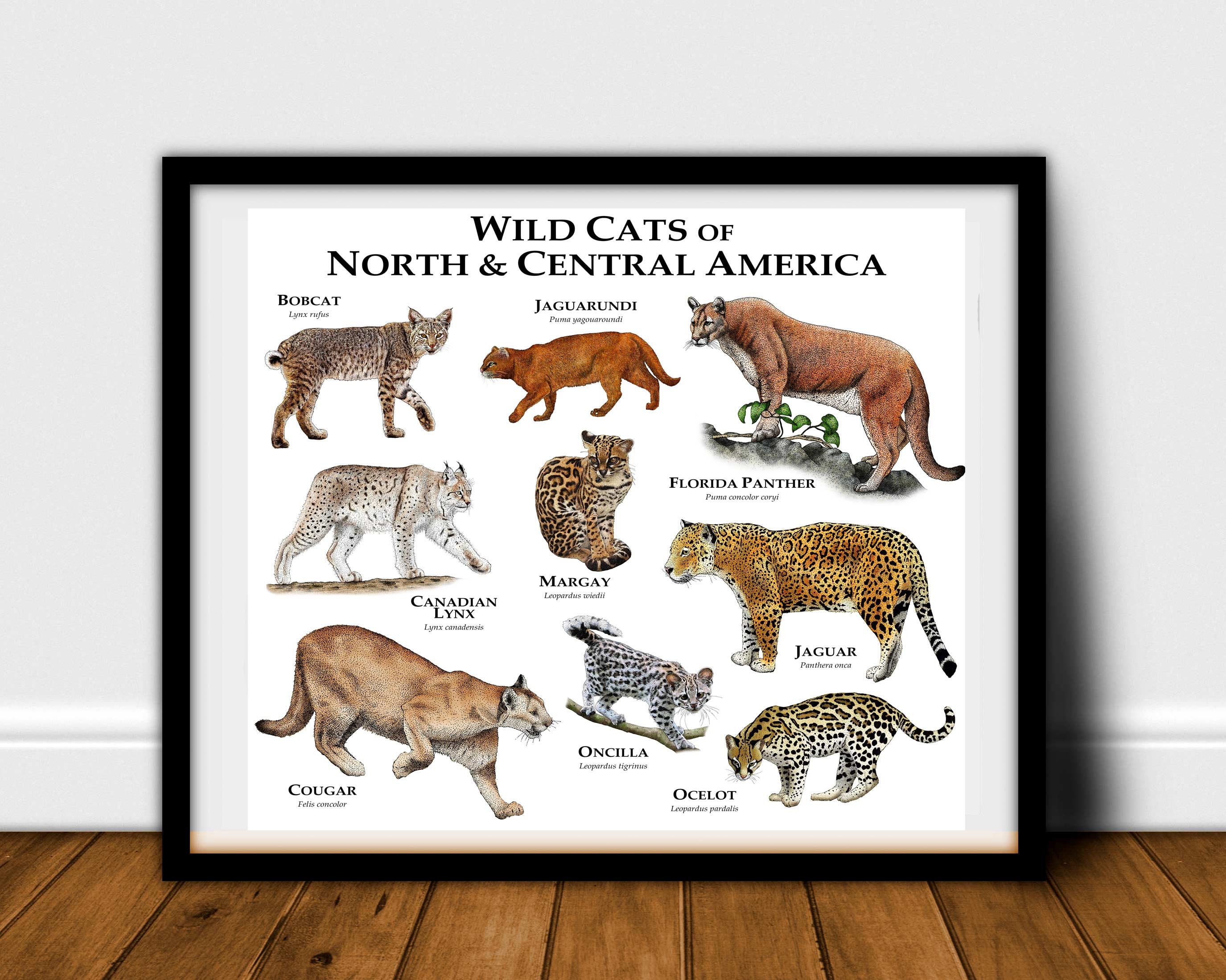 Wild Cats of North & Central America Poster Print - Etsy