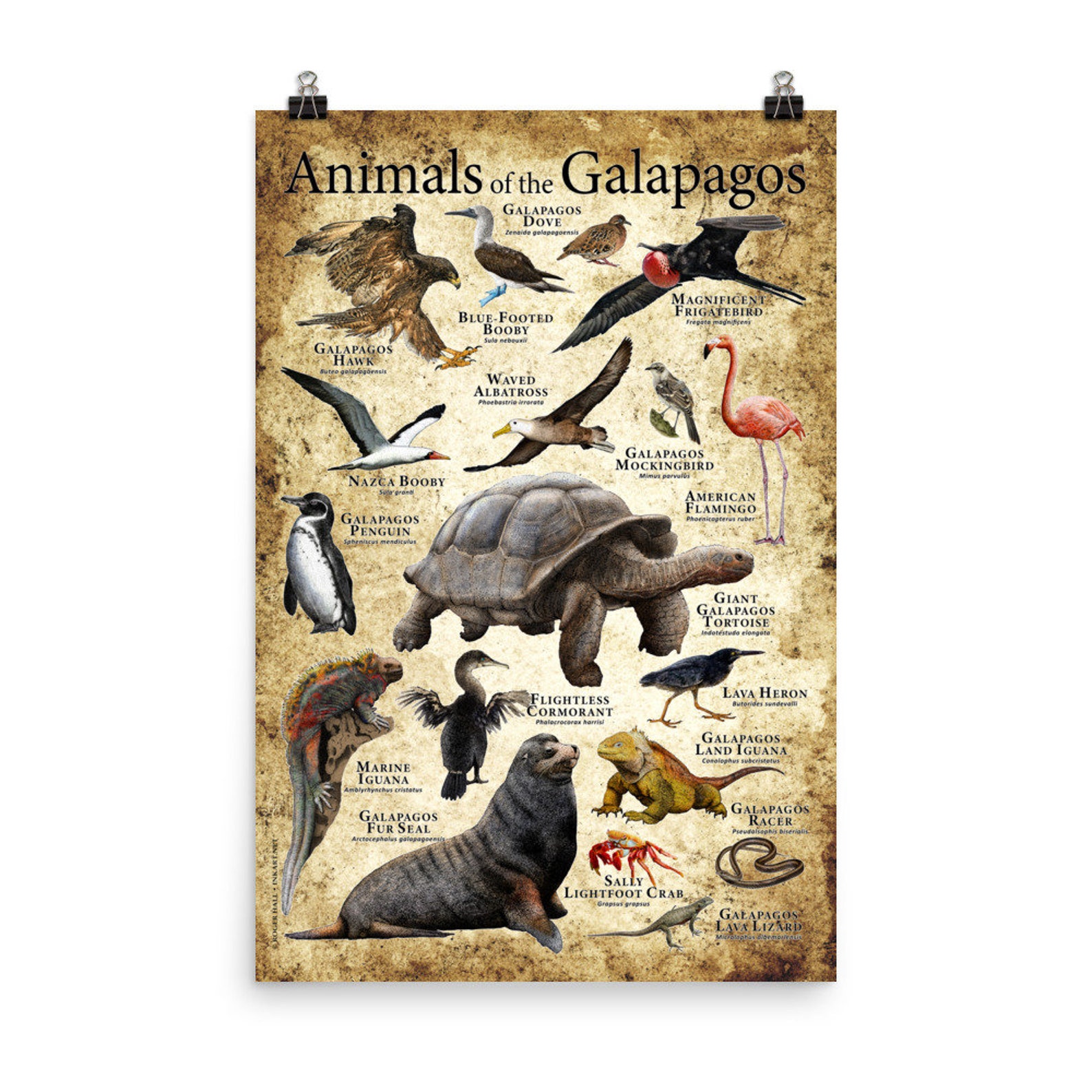 Animals of the Galapagos Islands Poster Print - Etsy