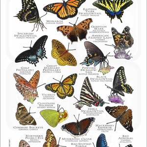 Butterflies of South Carolina Poster Print/field Guide - SIGNED BY ...