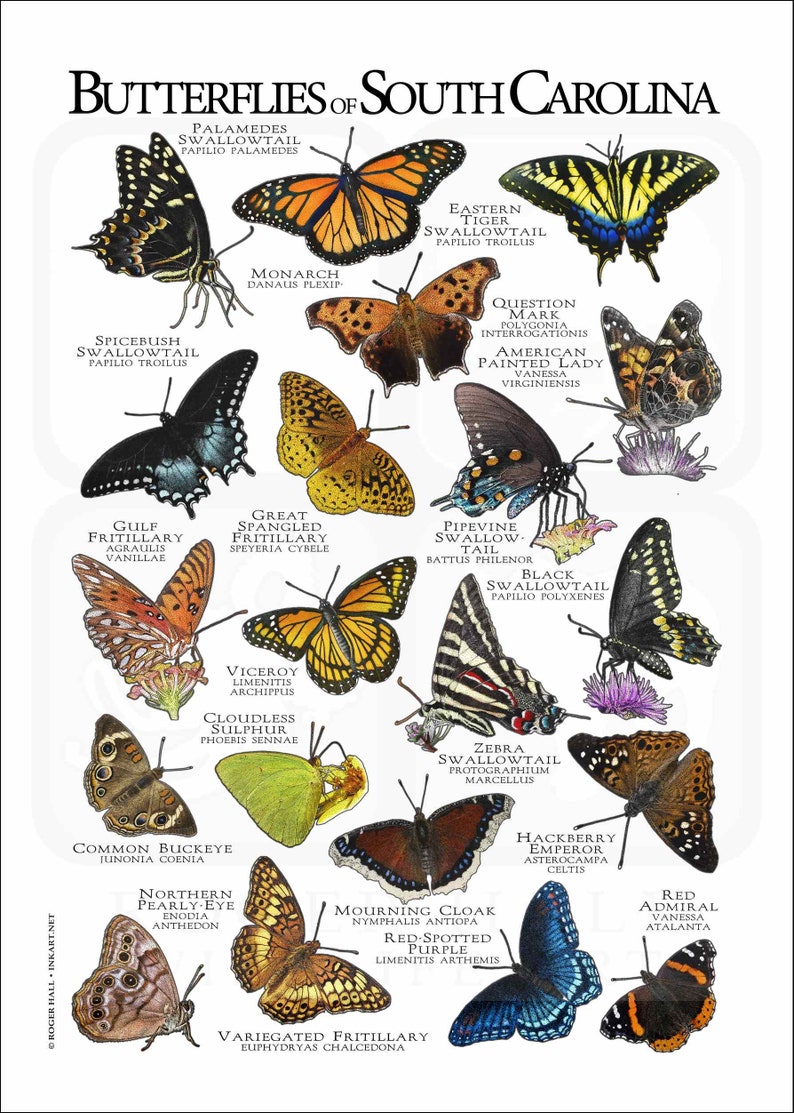 Butterflies of South Carolina Poster Print Field Guide - Etsy