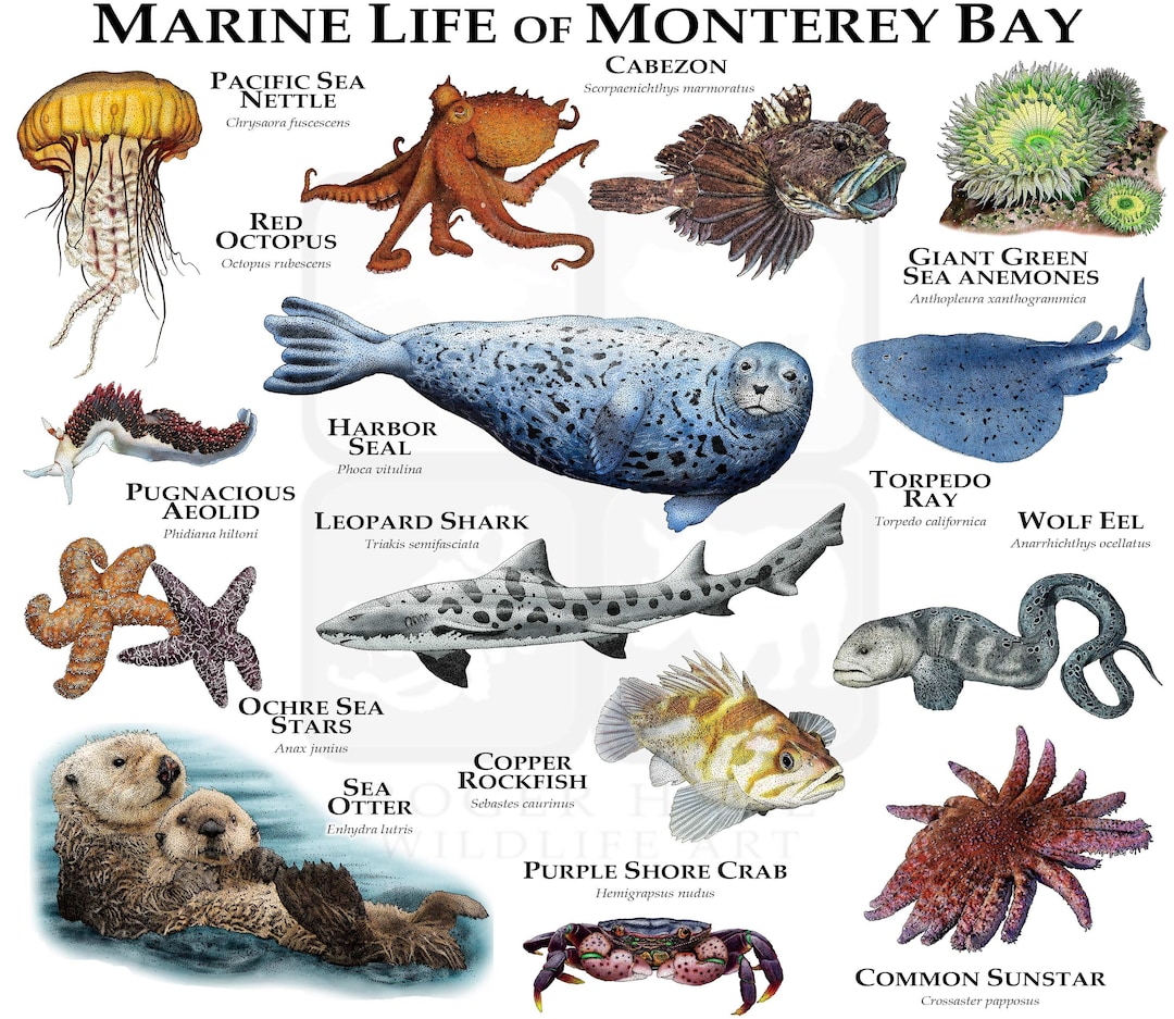 Marine Animals of Monterey Bay Poster Print - SIGNED BY ARTIST! - Etsy