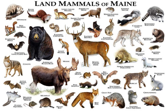 Mammals of Maine Poster Print / Maine Mammals Field Guide / | Etsy