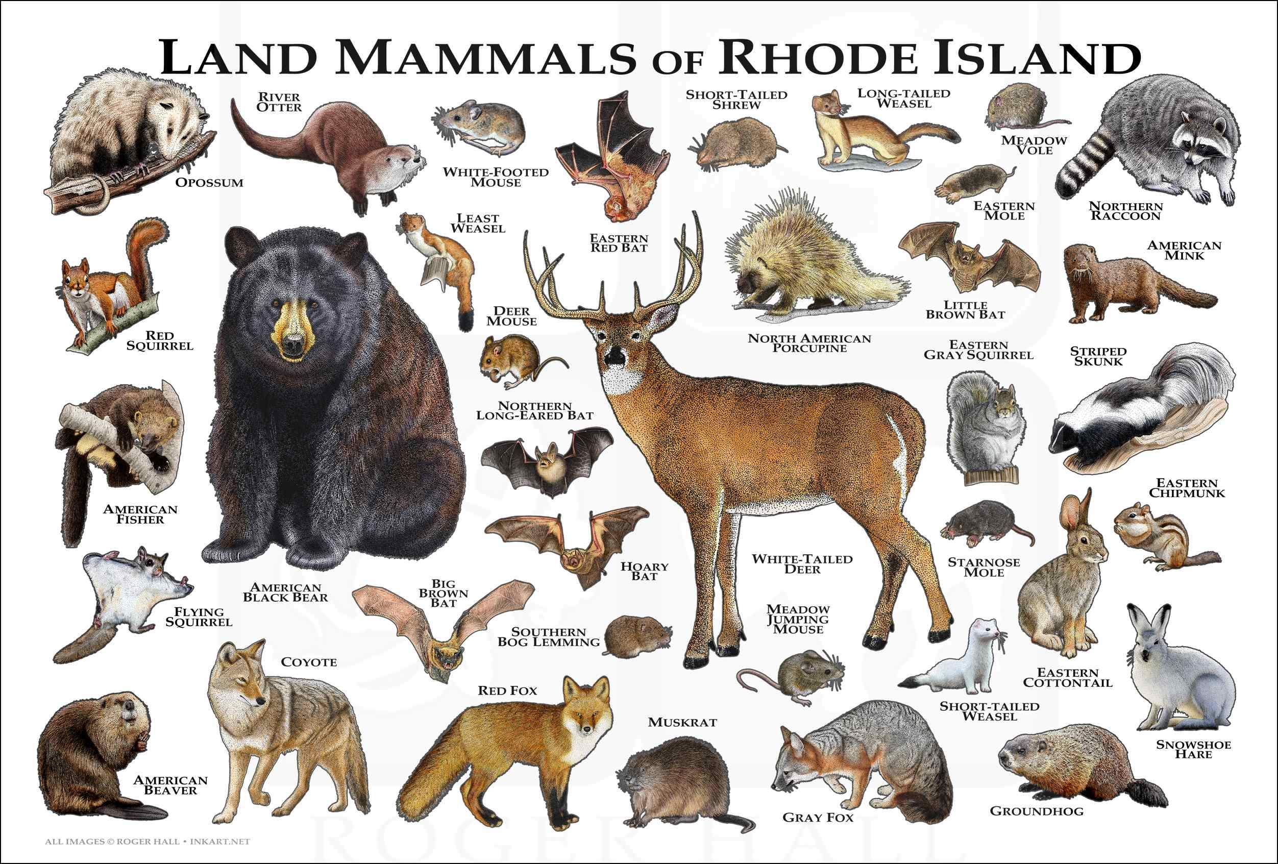 Land Mammals of Rhode Island Poster Print / Rhode Island - Etsy