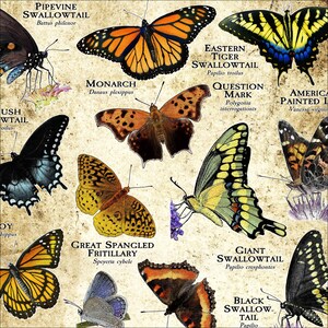 Butterflies of New York Poster Print/field Guide - SIGNED BY ARTIST! - Etsy