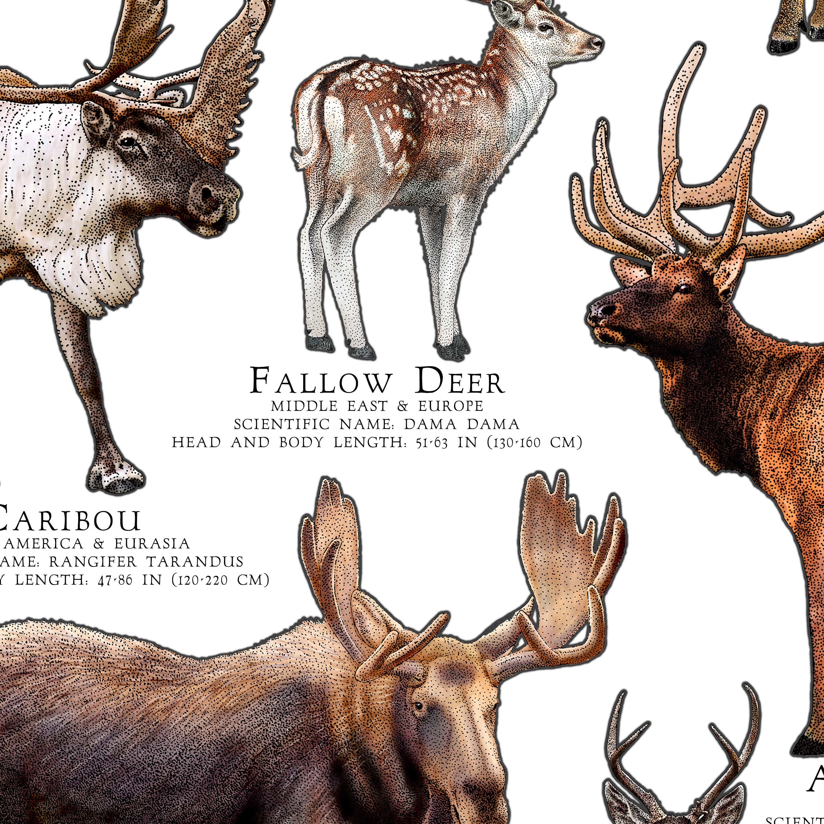 Deer Species of the World Poster Print - Etsy Canada