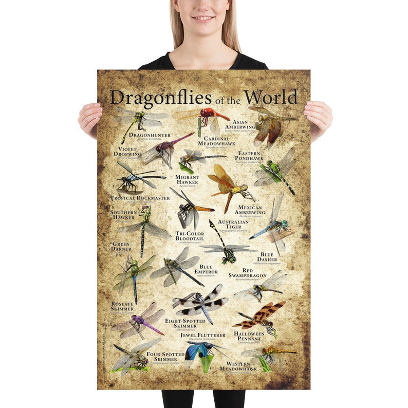 Dragonflies of the World Poster Print / Field Guide - Etsy