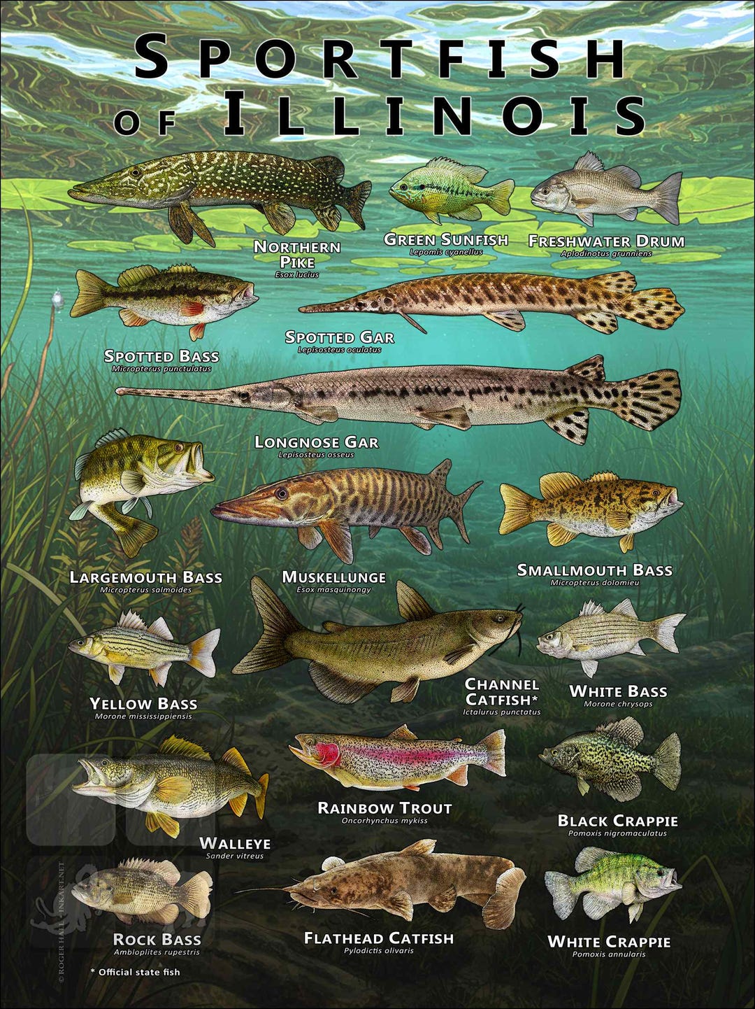Sportfish of Illinois Poster Print/field Guide - SIGNED BY ARTIST! - Etsy