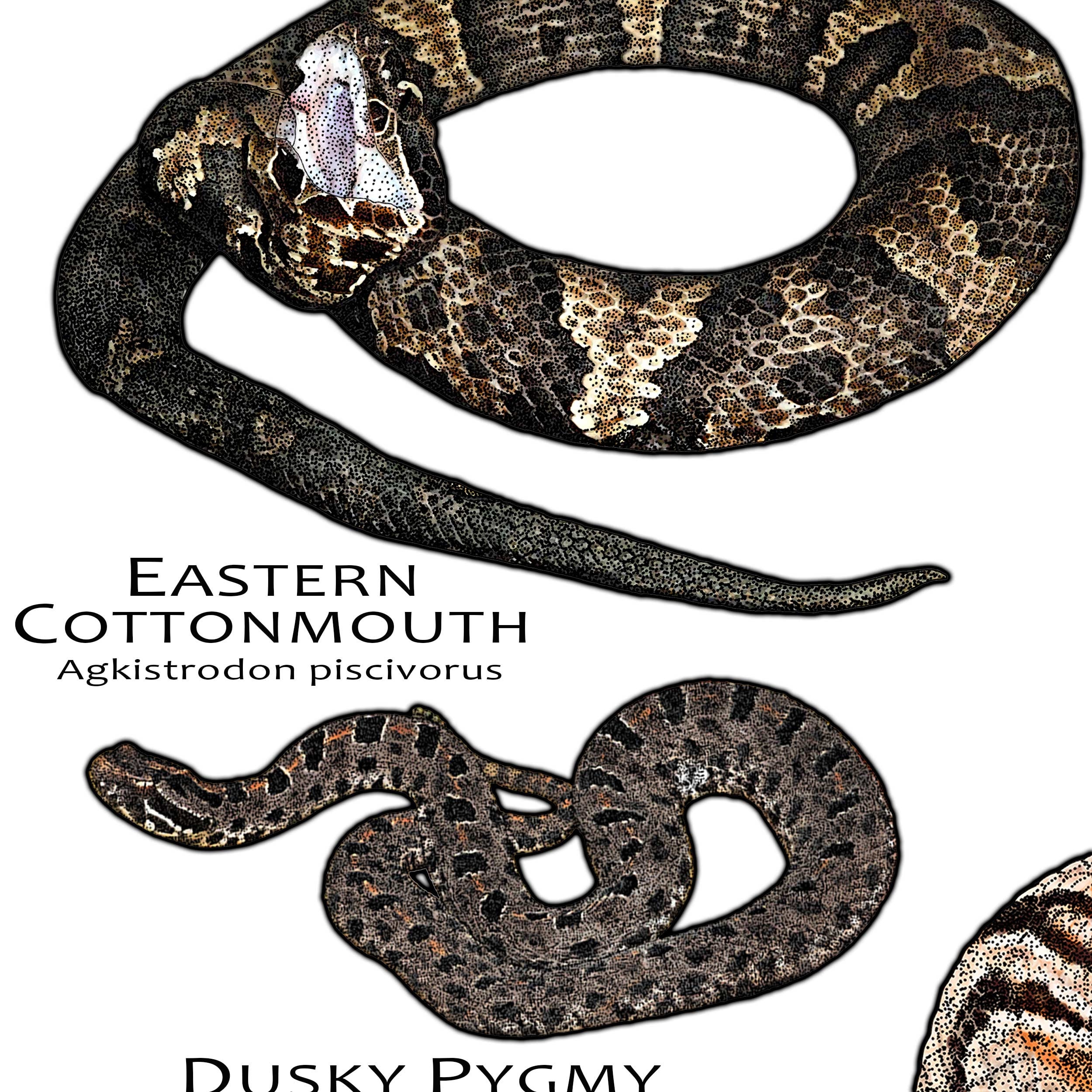 Identificación De Serpientes En El Norte De Florida LEPTODEIRA