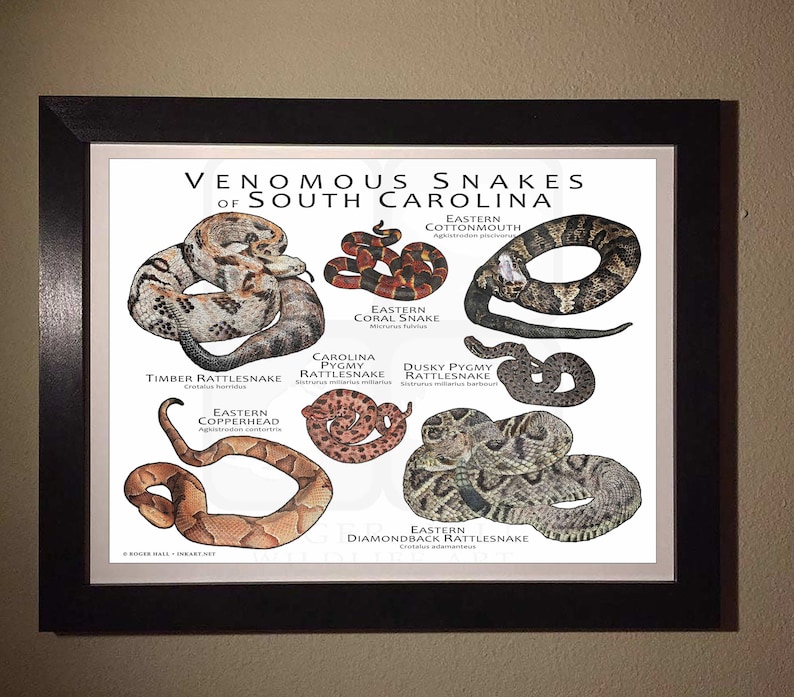 Venomous Snakes of South Carolina Art Print / Field Guide - Etsy