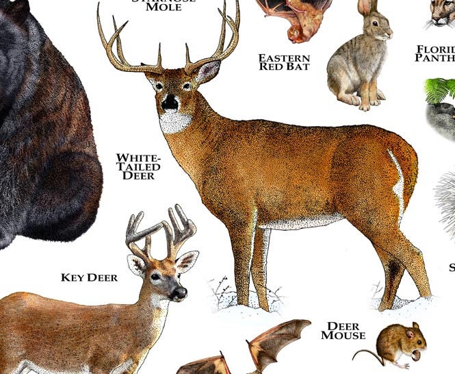 Mammals of Florida Poster Print / Florida Mammals Field Guide | Etsy Mammals of Florida Poster Print / Florida Mammals Field Guide | Etsy