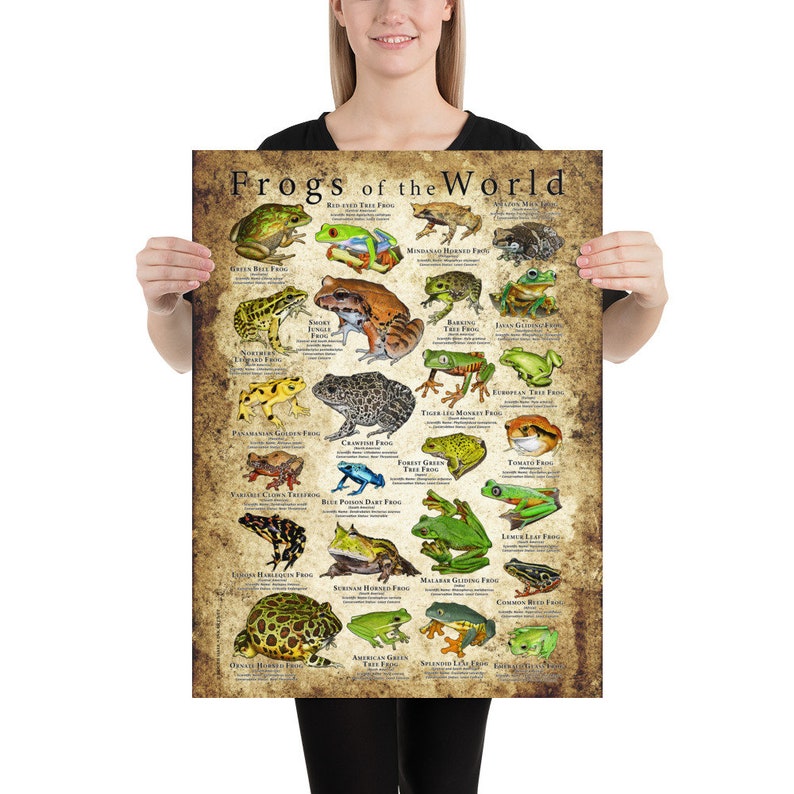 Frogs of the World Poster Print - Etsy UK