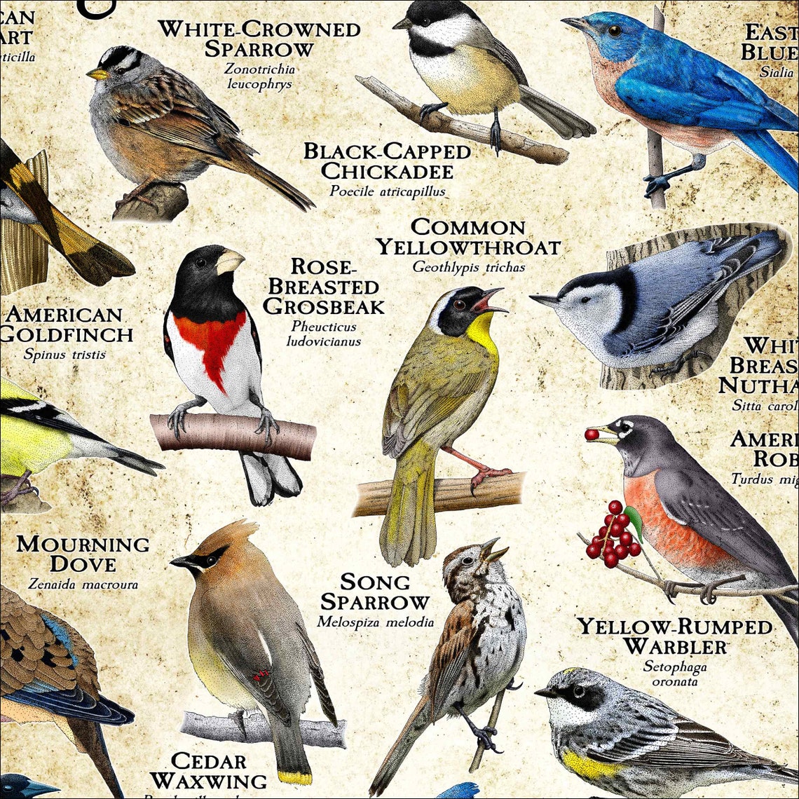 Songbirds of Wisconsin Poster Print Field Guide - Etsy