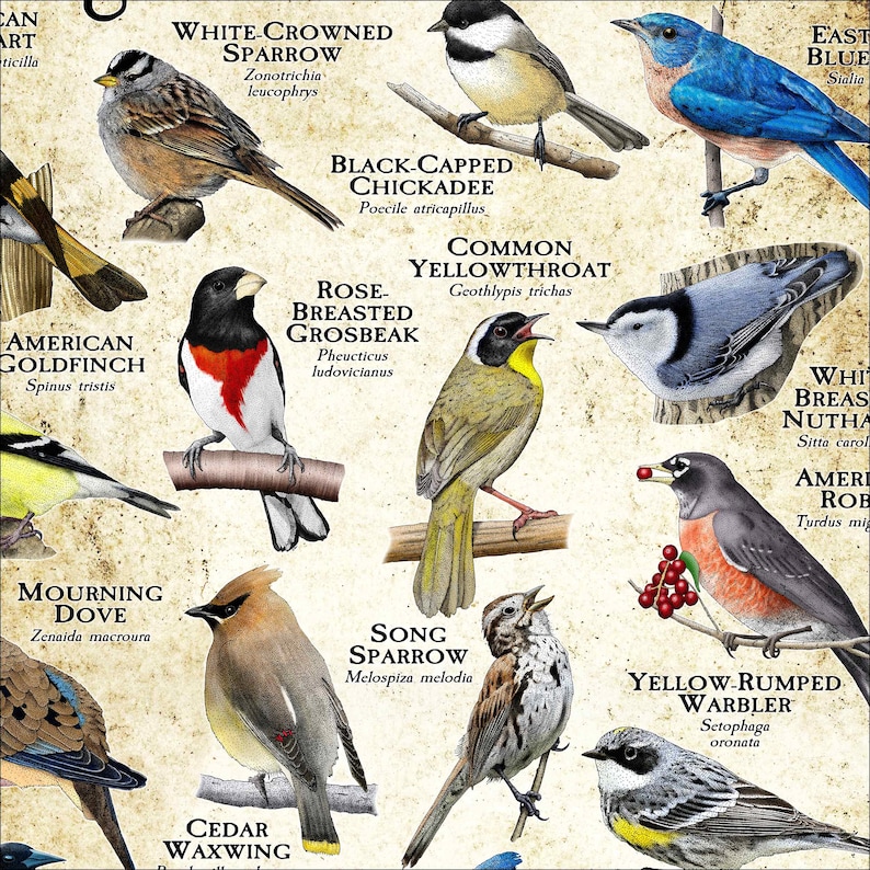 Songbirds of Wisconsin Poster Print Field Guide - Etsy