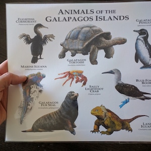 Animals of the Galapagos Islands Poster Print - SIGNED BY ARTIST! - Etsy