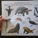 Animals of the Galapagos Islands Poster Print - Etsy