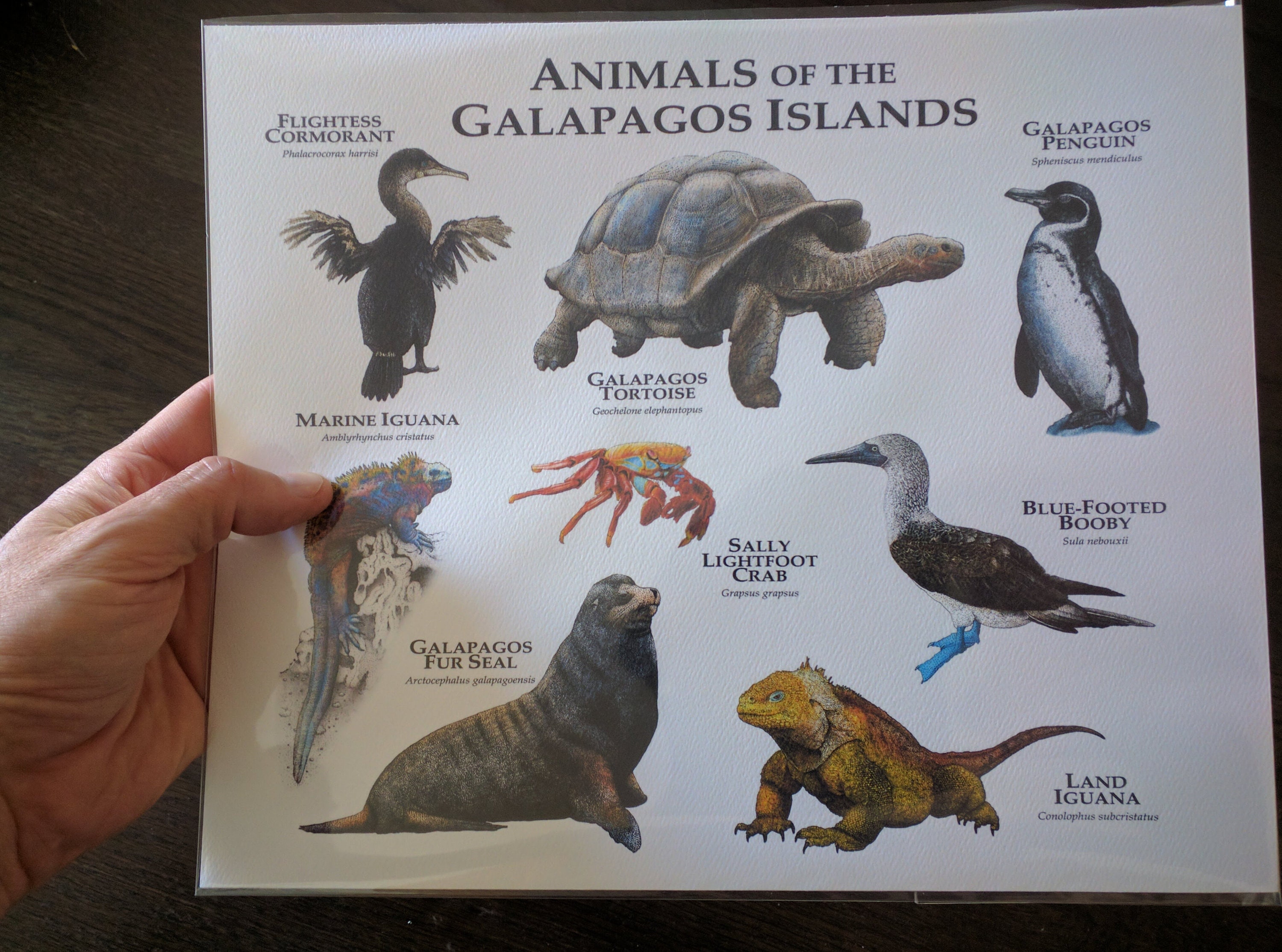 Animals of the Galapagos Islands Poster Print - Etsy Singapore