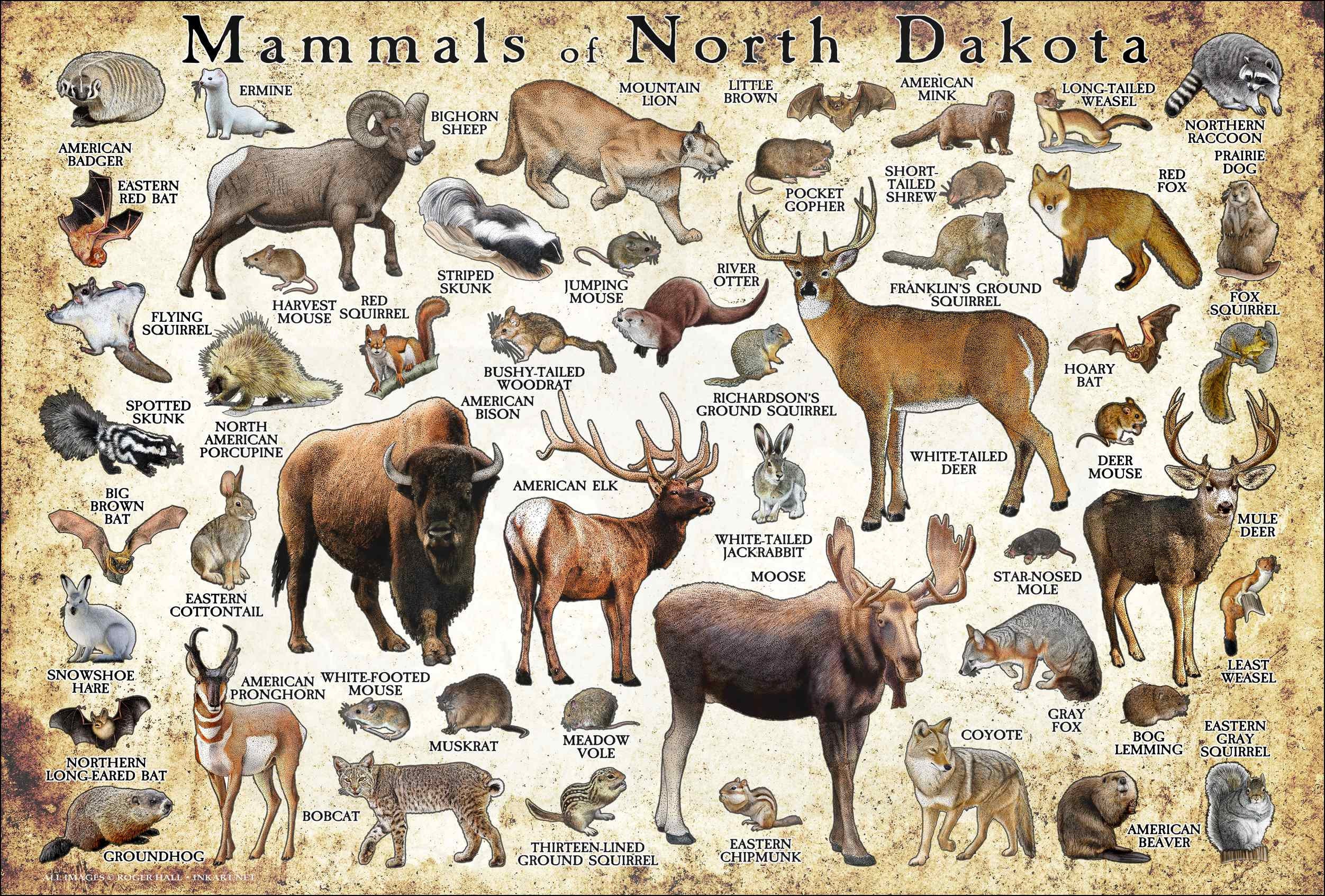 Mammals of North Dakota Poster Print / North Dakota Mammals - Etsy ...