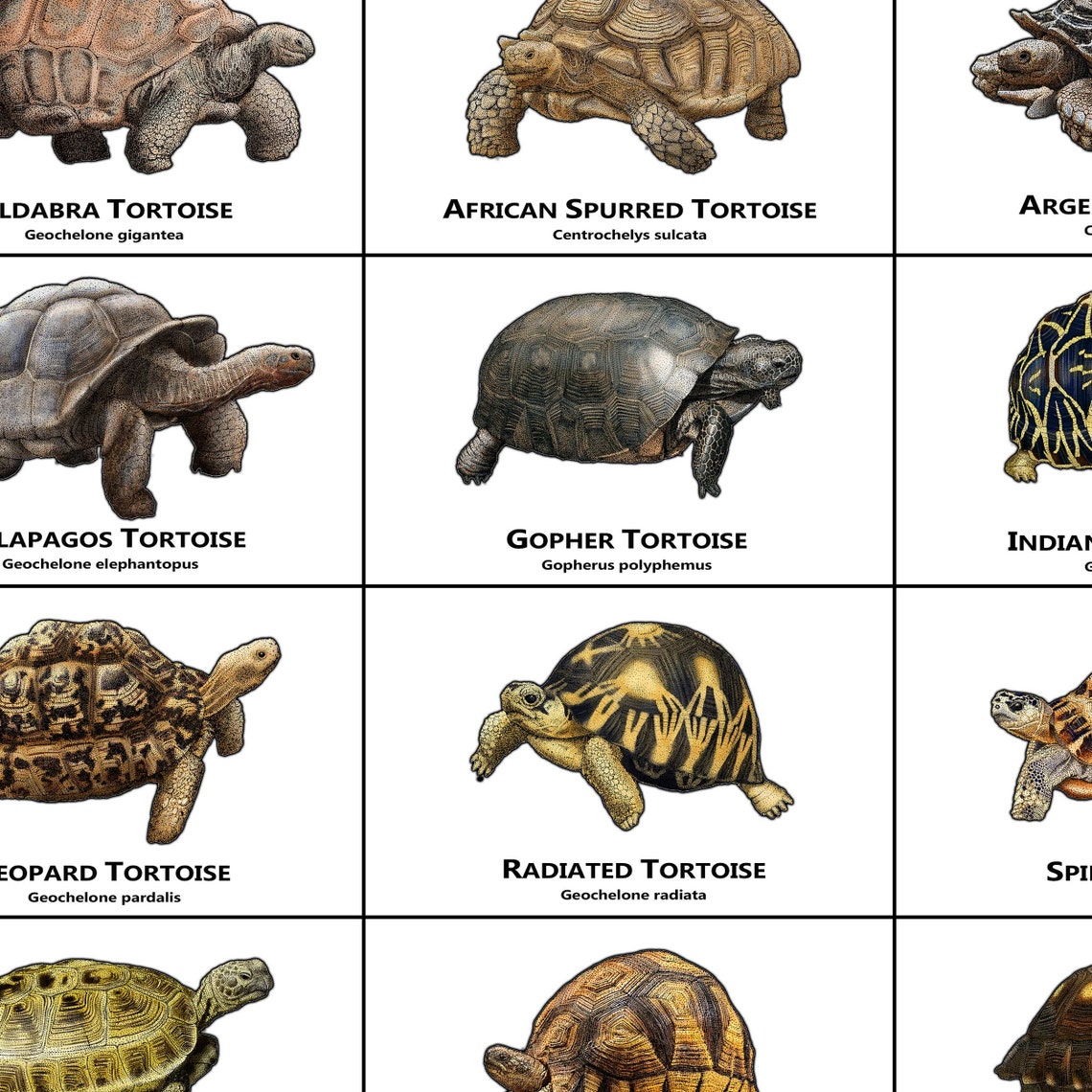 Tortoises of the World Art Print / Field Guide | Etsy