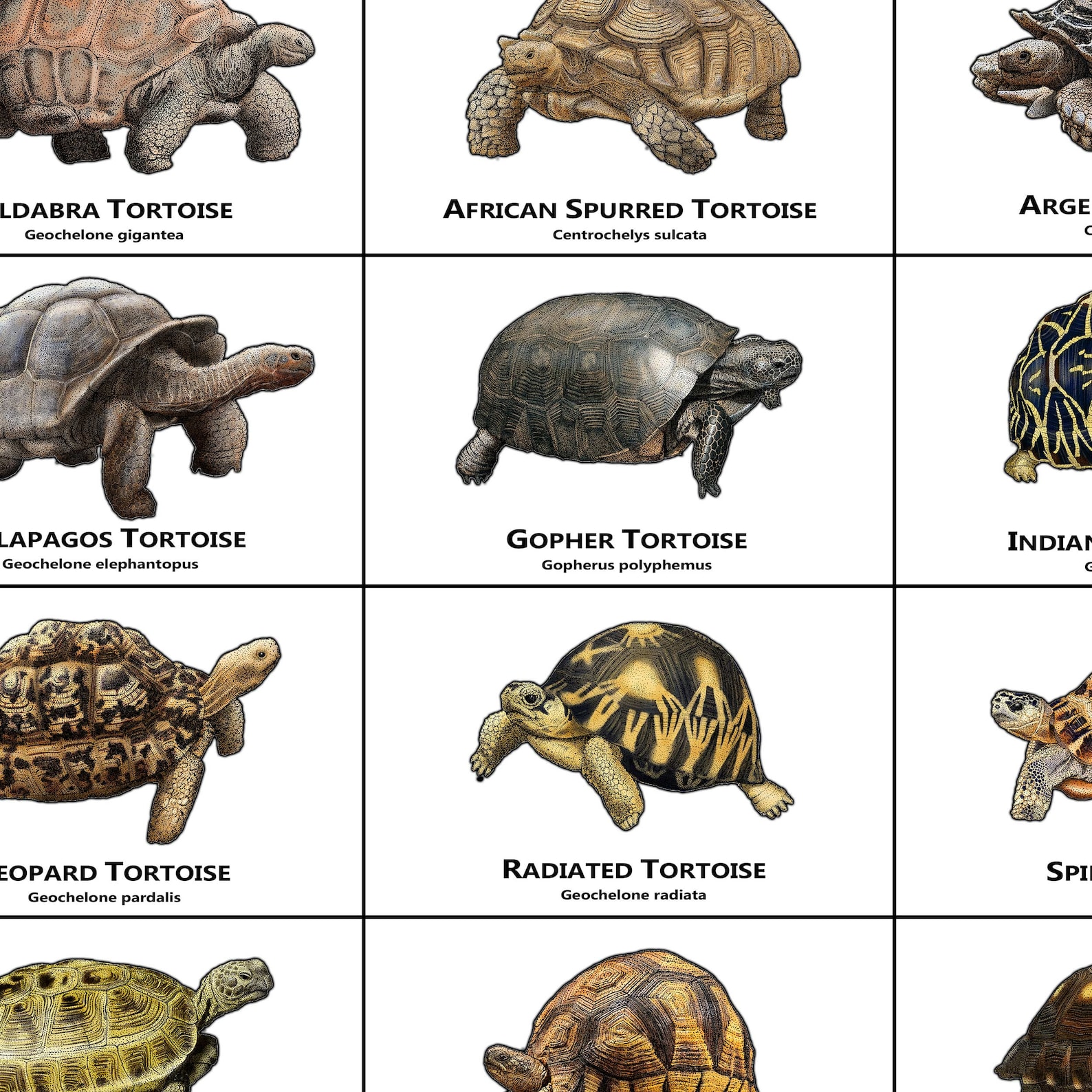 Tortoises of the World Art Print / Field Guide | Etsy