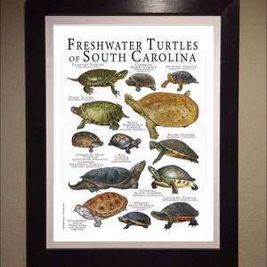 Freshwater Turtles of South Carolina Poster Print/field Guide - SIGNED ...