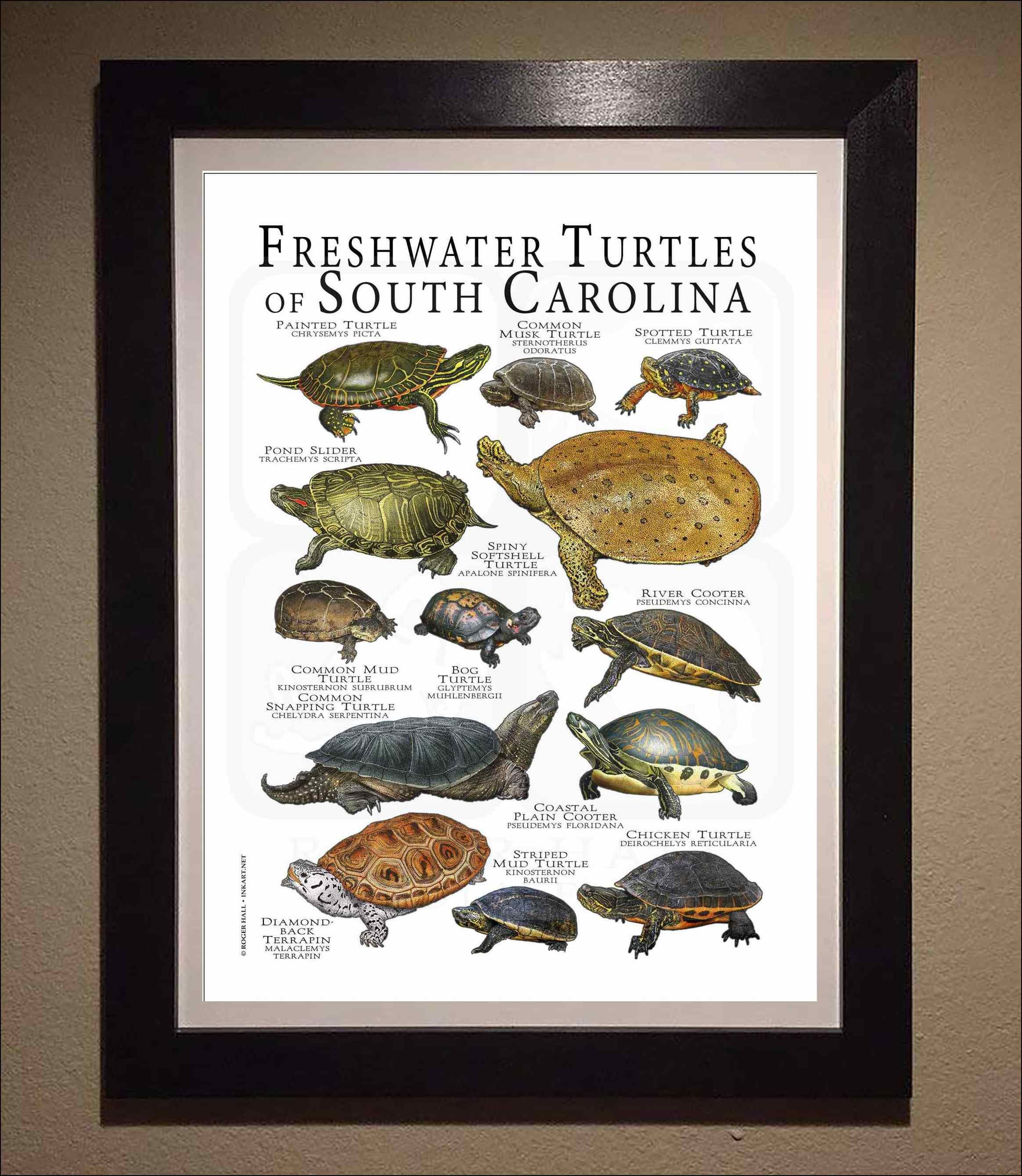 Freshwater Turtles of South Carolina Poster Print Field - Etsy