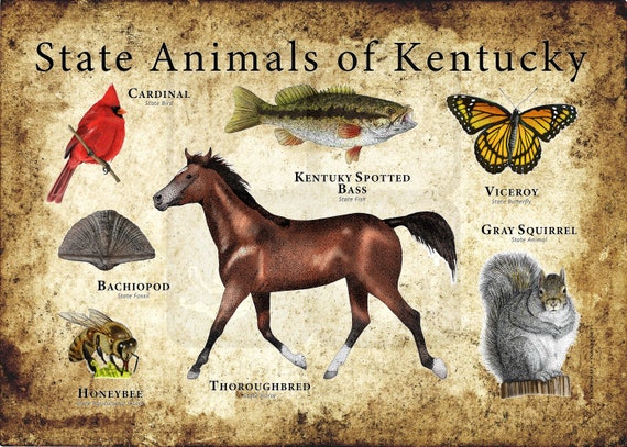 Kentucky State Animals Poster Print - Etsy