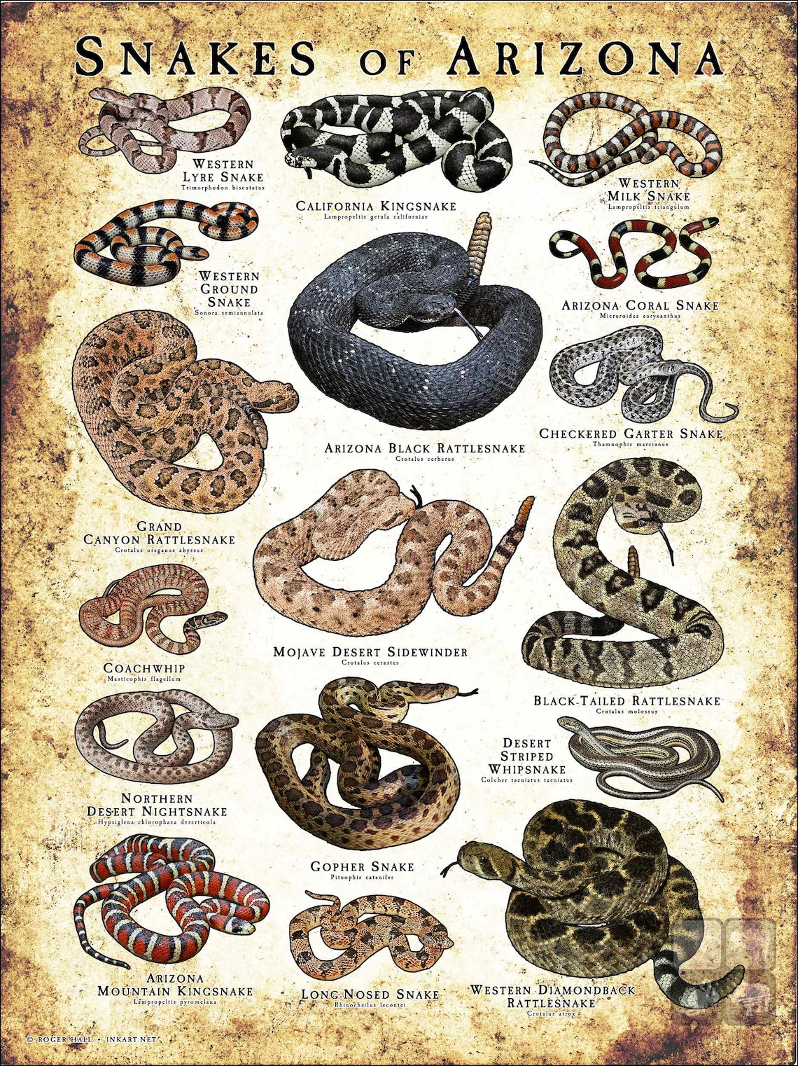 Snakes of Arizona Poster Print /field Guide - SIGNED BY ARTIST! - Etsy