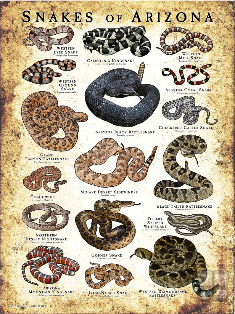 Snakes of Arizona Poster Print /field Guide - SIGNED BY ARTIST! - Etsy
