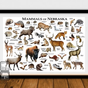 Mammals of Nebraska Poster Print / Nebraska Mammals Field | Etsy