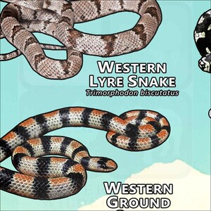 Snakes of Arizona Poster Print /field Guide - SIGNED BY ARTIST! - Etsy