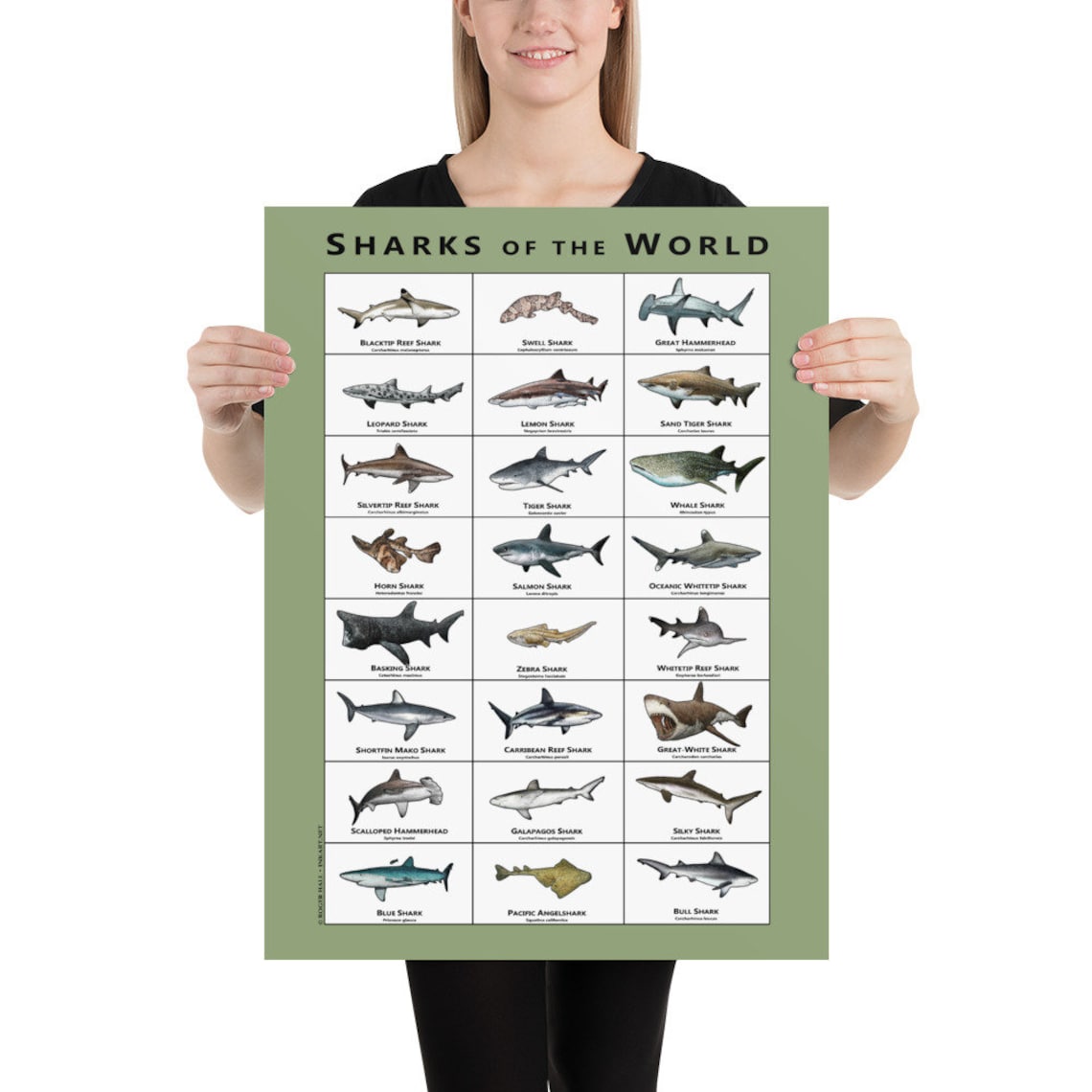 Sharks of the World Art Poster / Field Guide - Etsy Australia