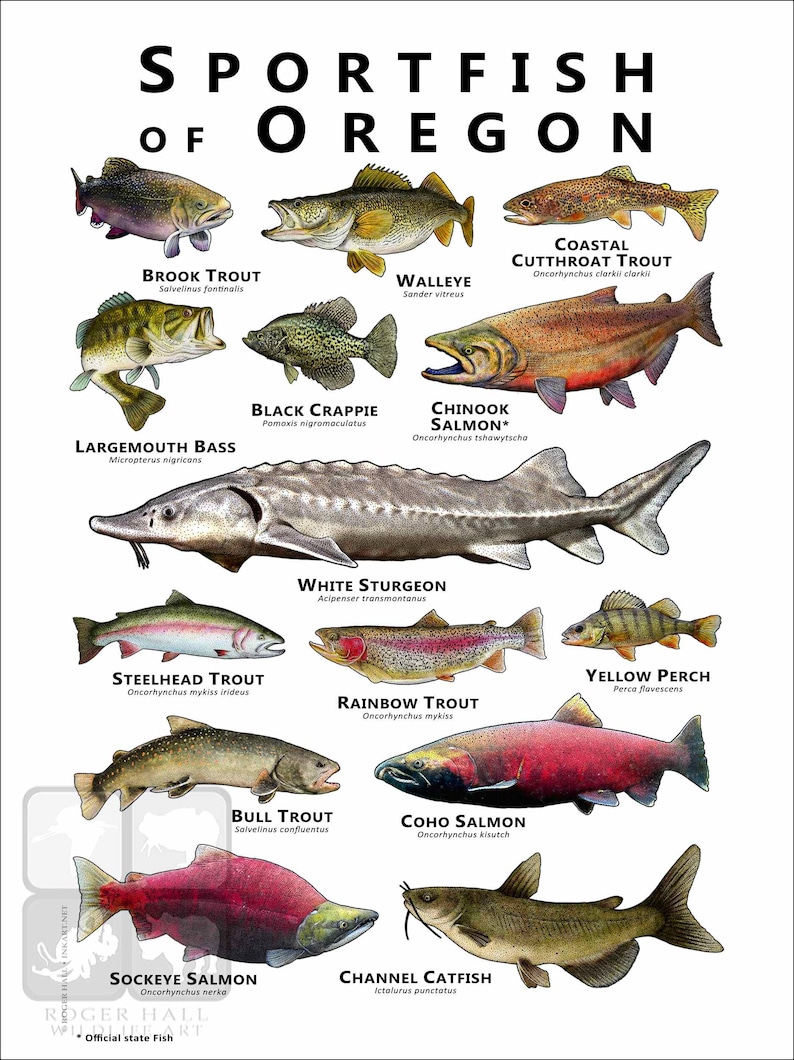 Freshwater Sportfish of Oregon Poster Print/field Guide - SIGNED BY ...