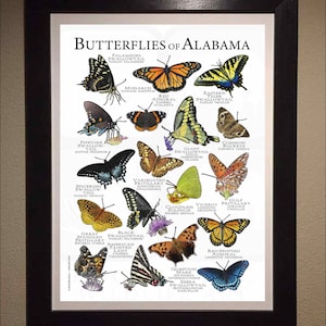 Butterflies of Alabama Poster Print Field Guide - Etsy