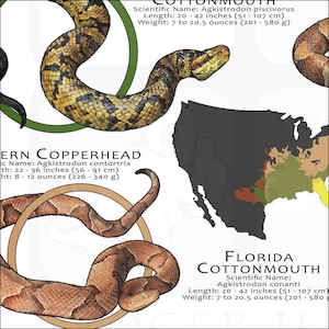 Species of Copperhead & Cottonmouth Poster Print - SIGNED BY ARTIST! - Etsy
