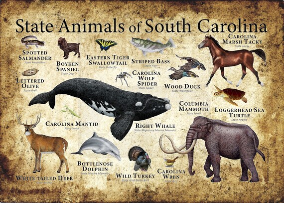 South Carolina State Animals | Etsy
