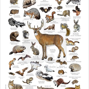 Iowa Mammals Poster Print: Signed Field Guide Art - Etsy