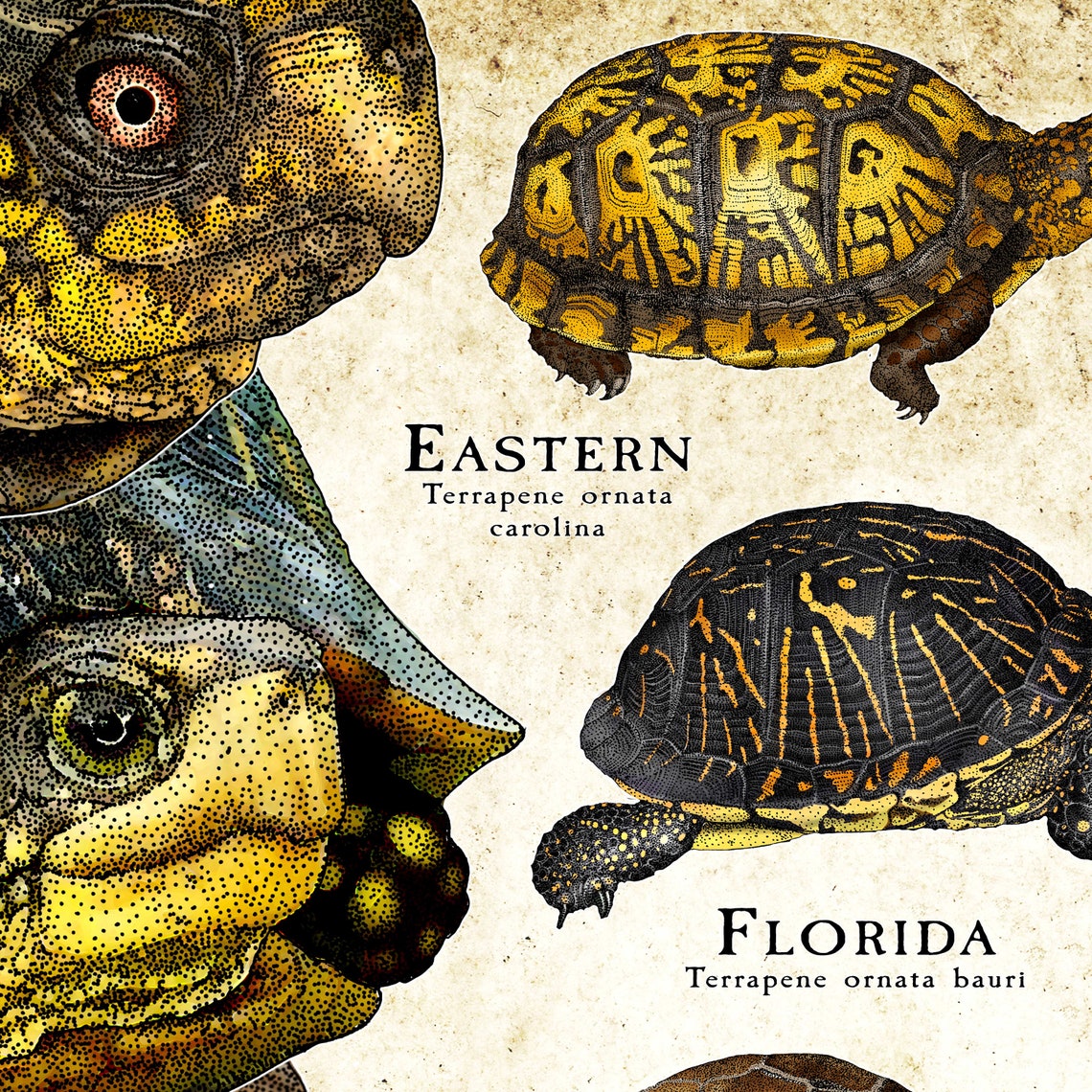 Box Turtles of North America Poster / Field Guide - Etsy