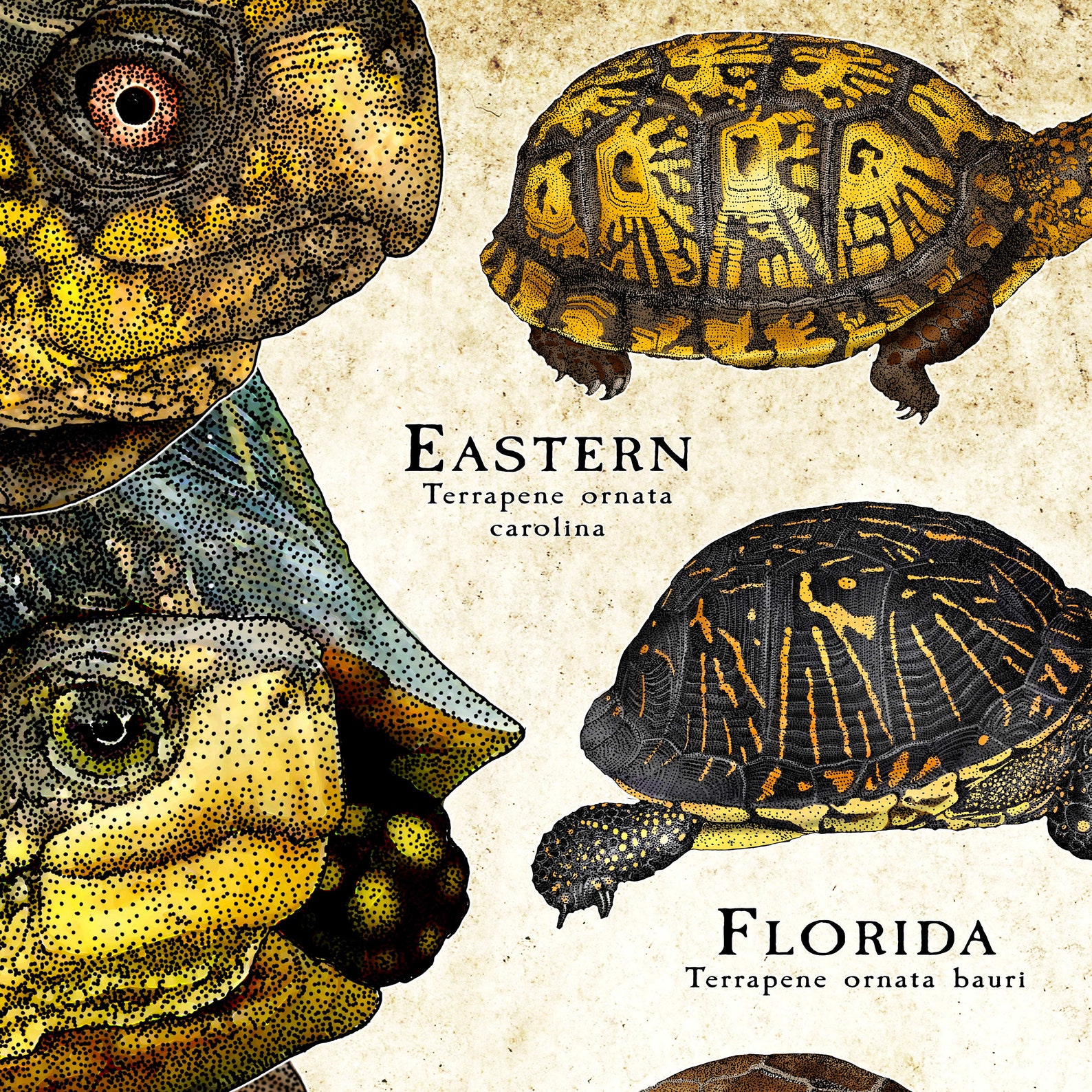 Box Turtles of North America Poster / Field Guide - Etsy