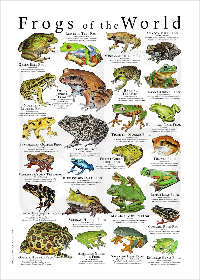 Frogs of the World Poster Print - SIGNED BY ARTIST! - Etsy