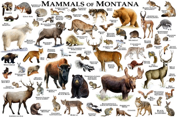 Rodents Found In Montana