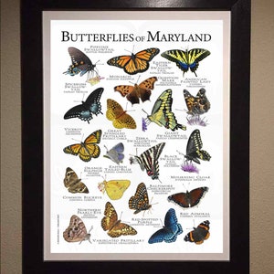 Butterflies of Maryland Poster Print Field Guide - Etsy