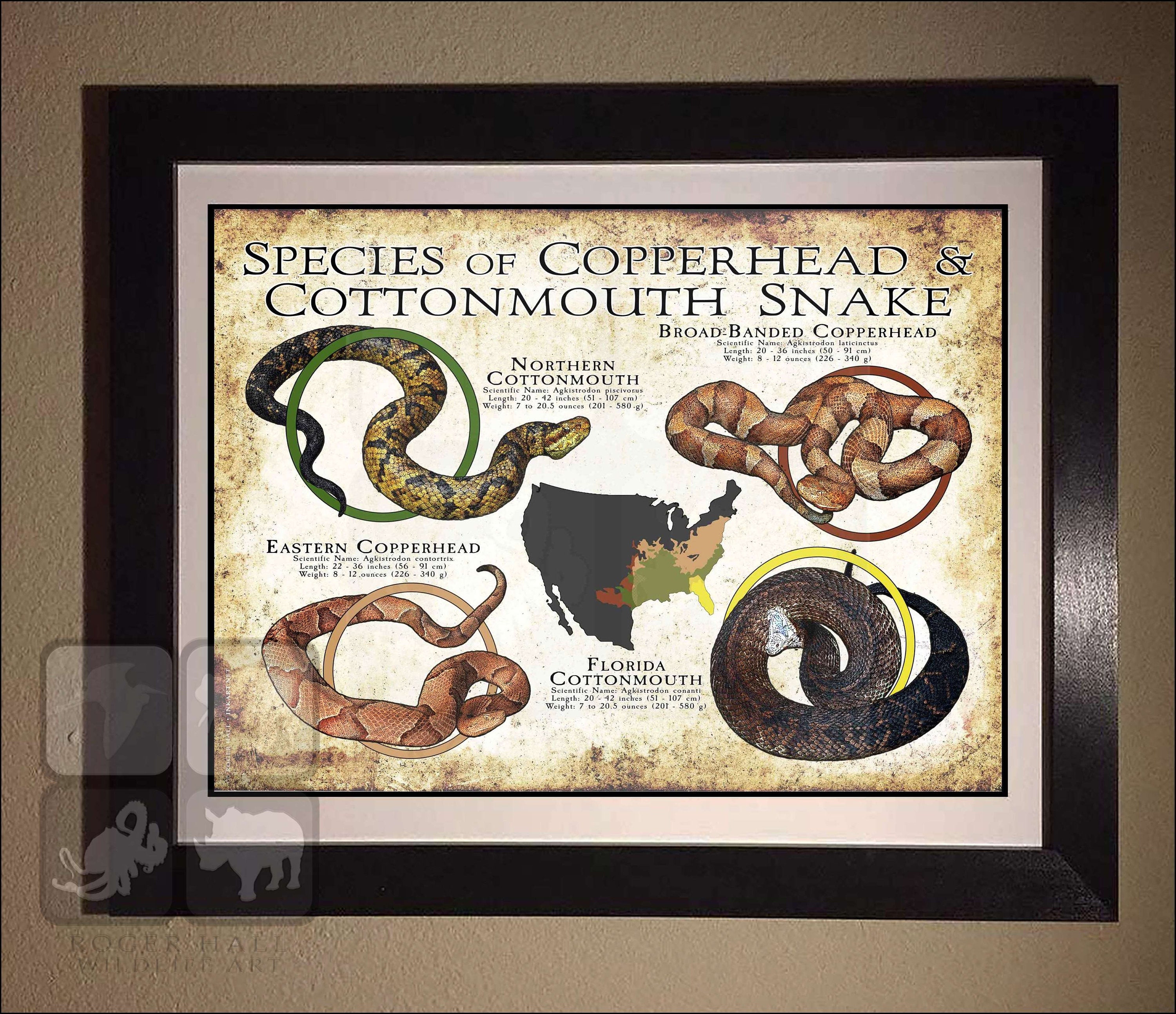 Species of Copperhead & Cottonmouth Poster Print - SIGNED BY ARTIST! - Etsy