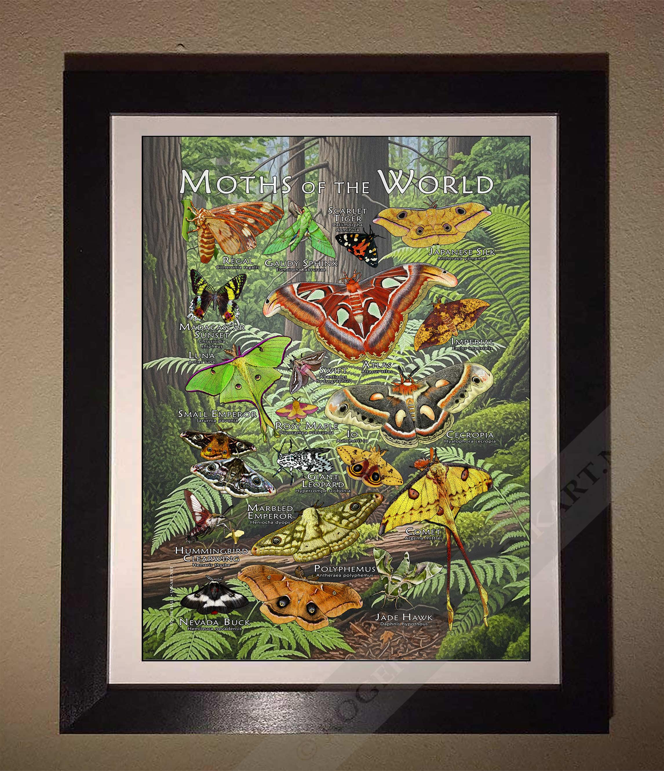 Moths of the World Poster Print - SIGNED BY ARTIST! - Etsy