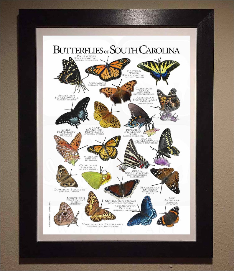 Butterflies of South Carolina Poster Print/field Guide - SIGNED BY ...
