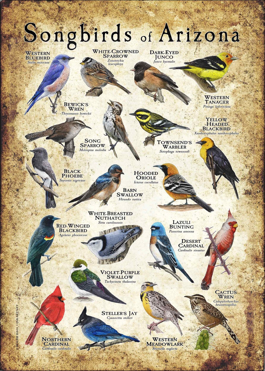 Songbirds of Arizona Poster Print Field Guide - Etsy