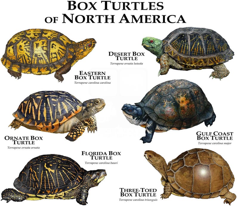 Box Turtles of North America Poster Print - SIGNED BY ARTIST! - Etsy