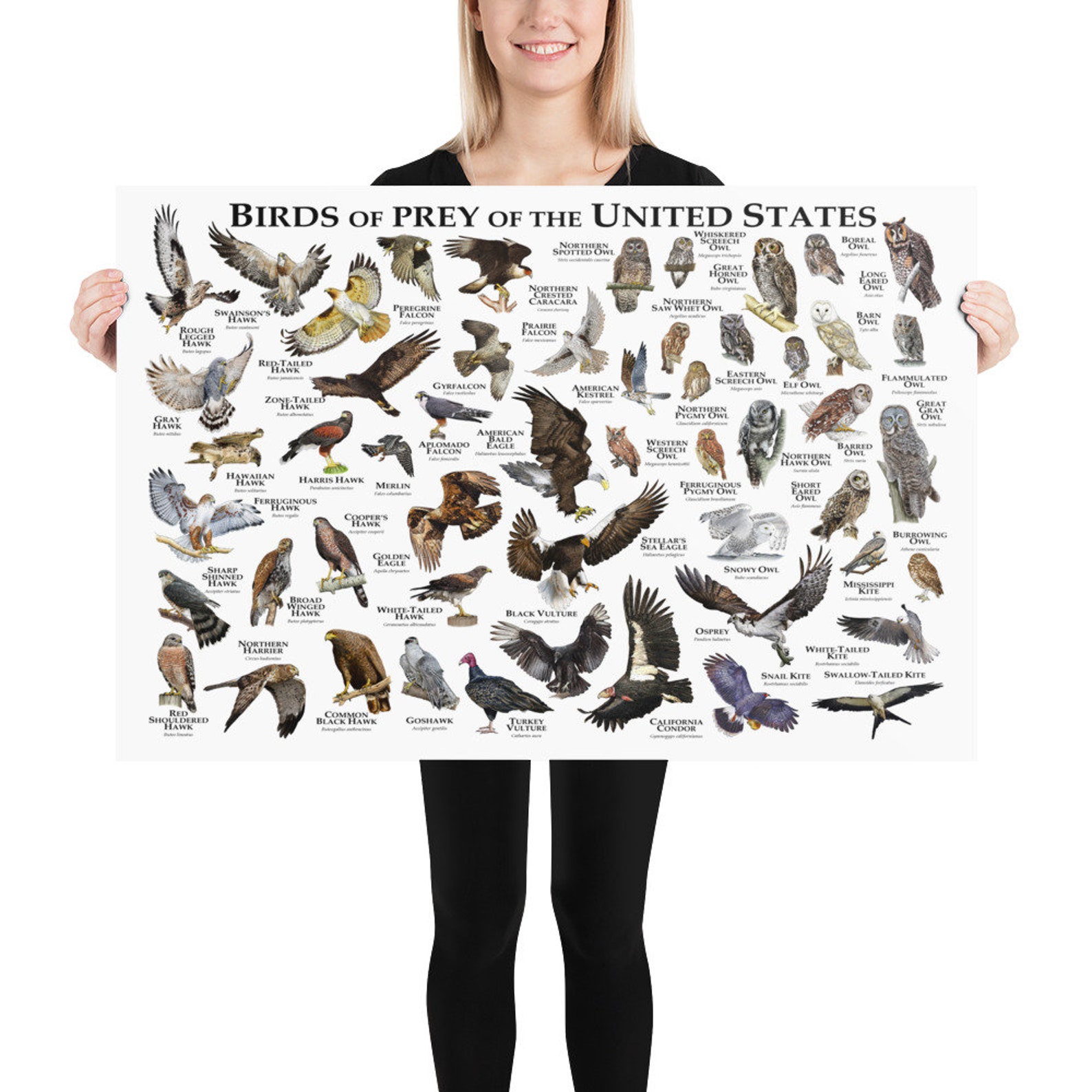 Birds of Prey of the United States Poster/field Guide | Etsy