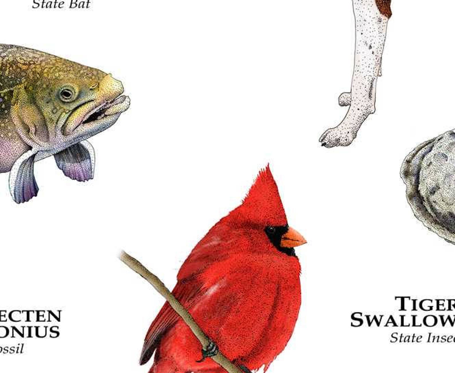 Virginia State Animals Poster Print | Etsy